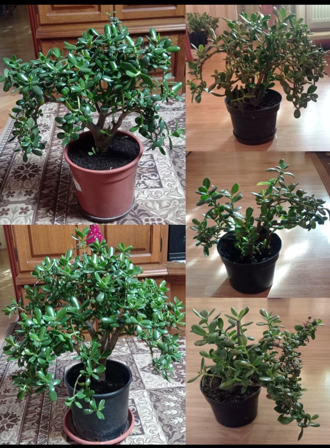 CRASSULA OVATA - DRVO NOVCA