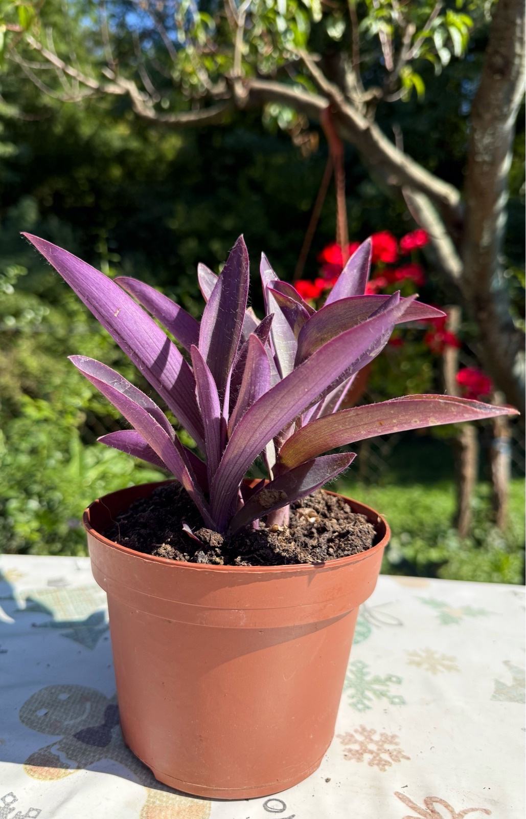 Crvenolisni puzavac (Tradescantia pallida)