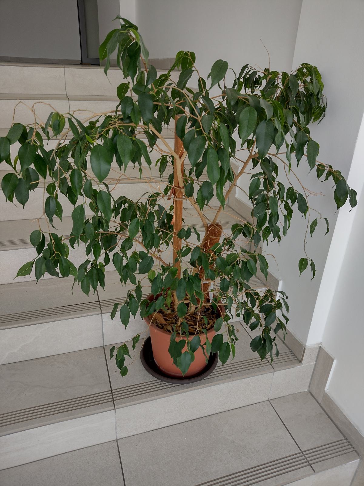 Cvijet Benjamin, visine 110 cm