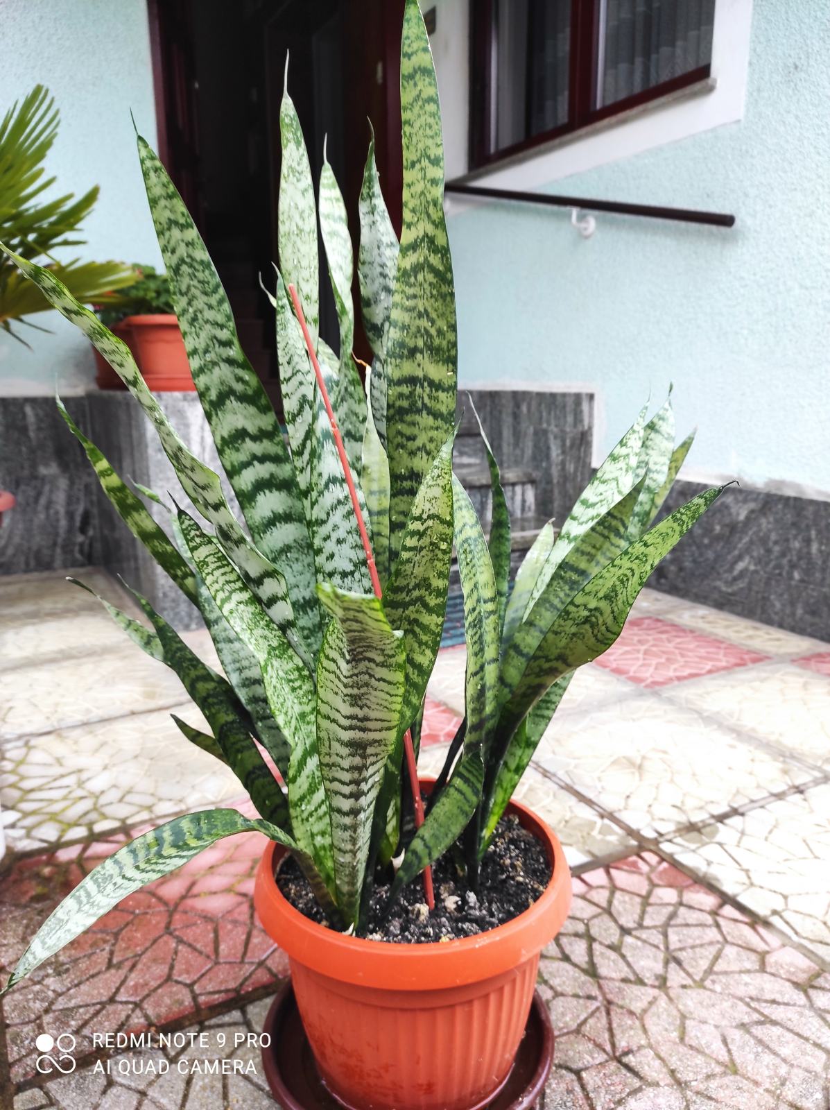 CVIJET-SVEKRVIN JEZIK