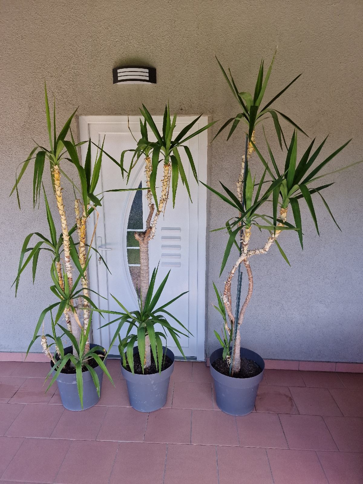 Drvo života - juka / yucca