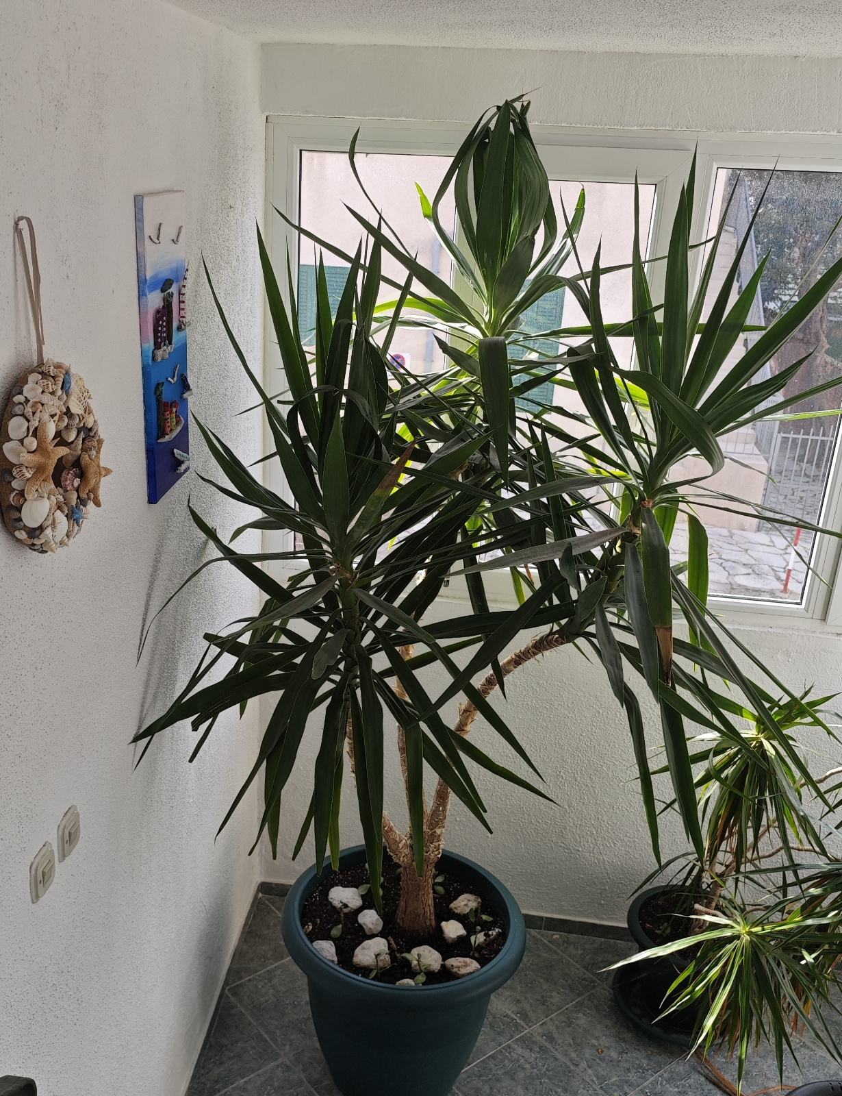 Drvo života, Yucca, Juka