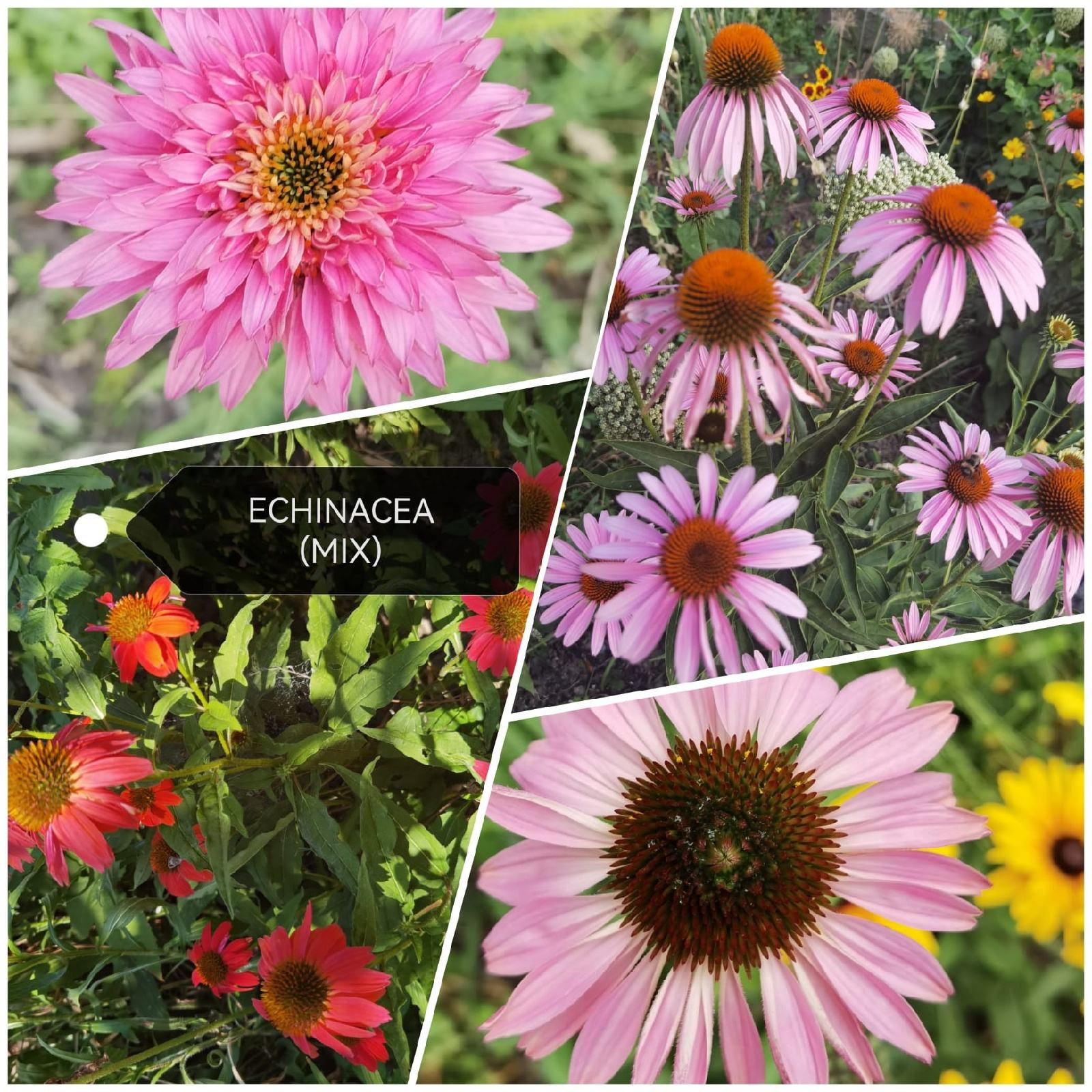 Echinacea Mix -sjeme