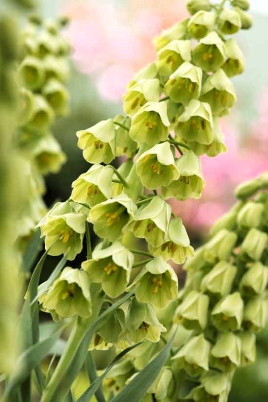Fritillaria persica Ivory Bells, 1 lukovica: 8.95 €, PRODAJEM