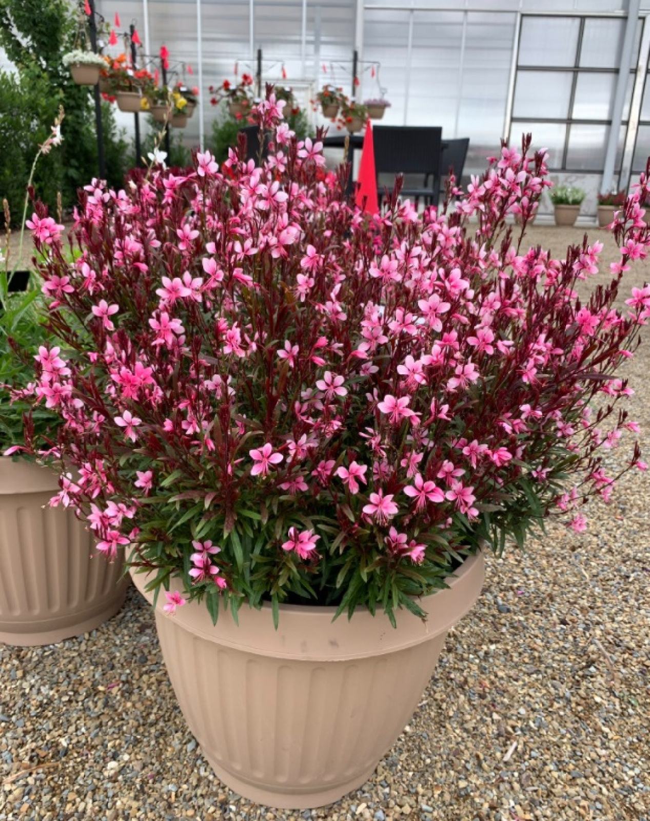 gaura sadnice , super trajnica