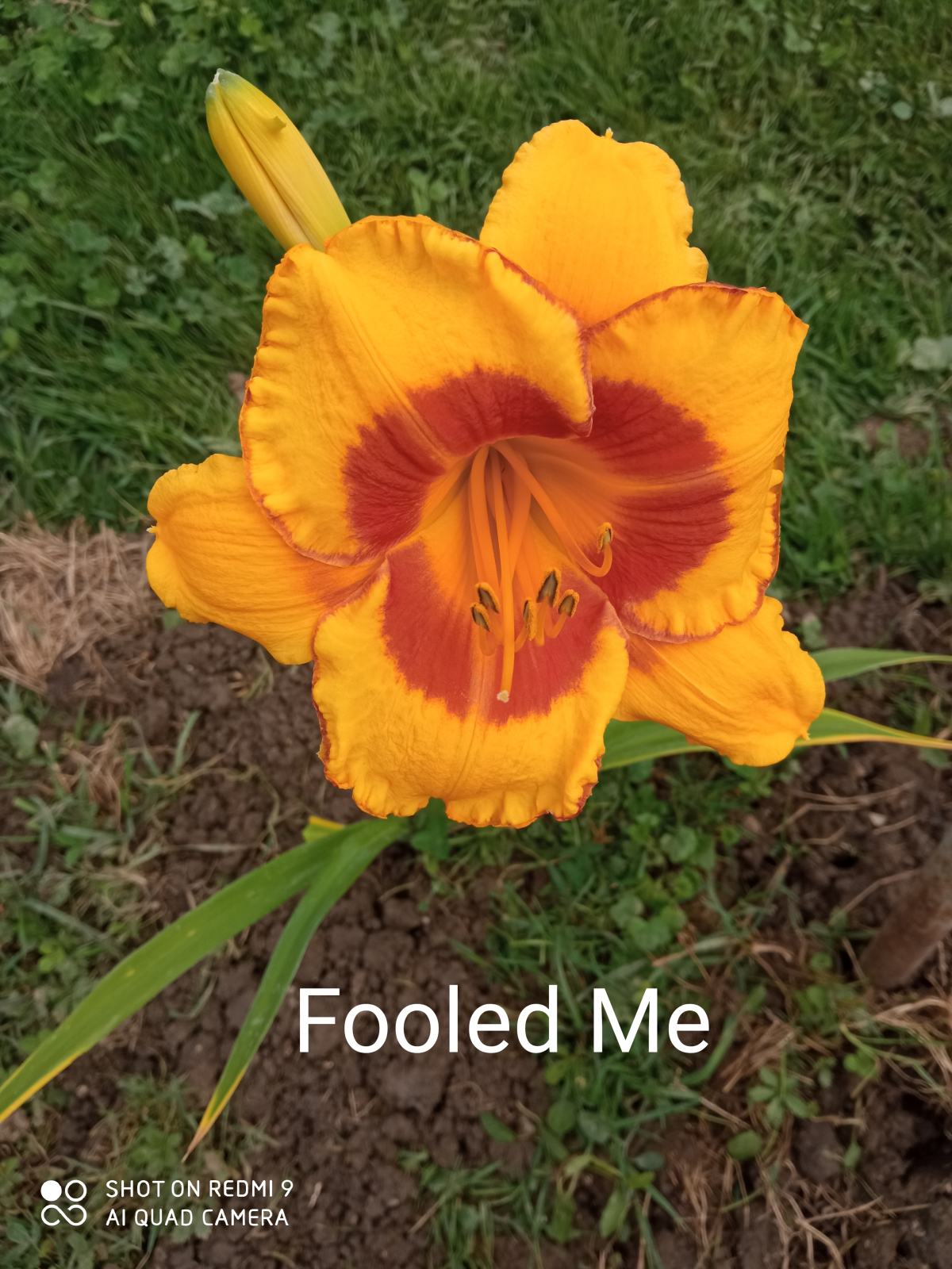 Hemerocallis Fooled me
