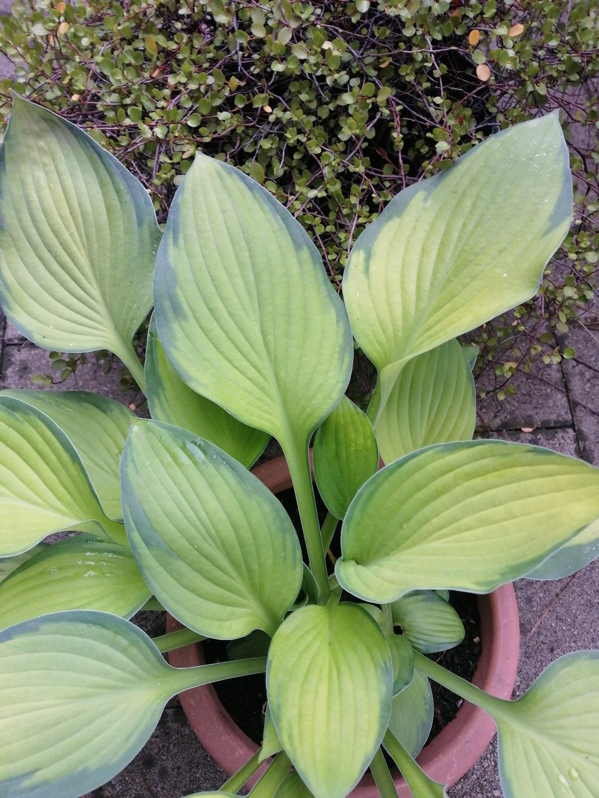 Hosta sadnice, razne vrste