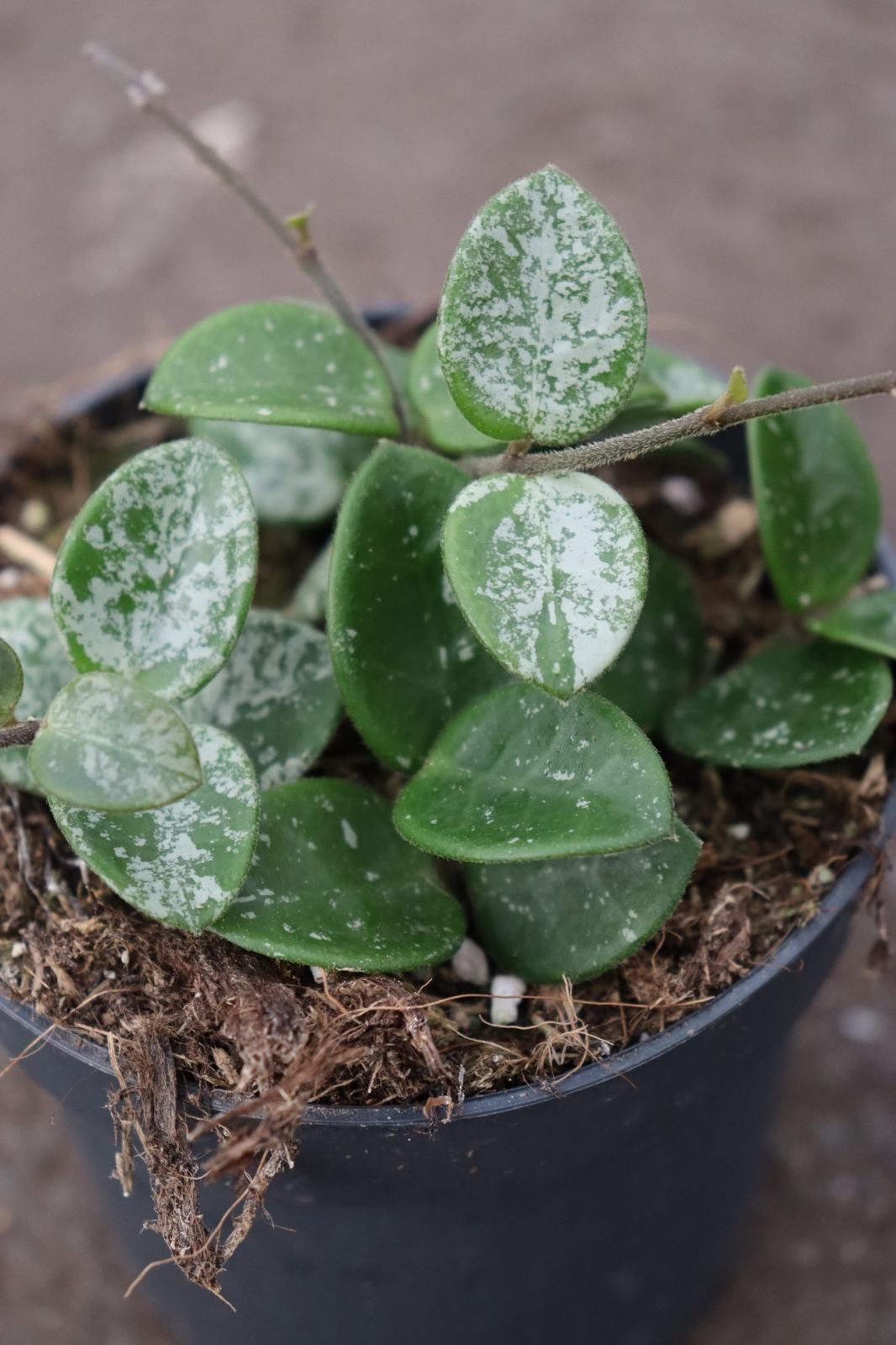 Hoya Matilde splash