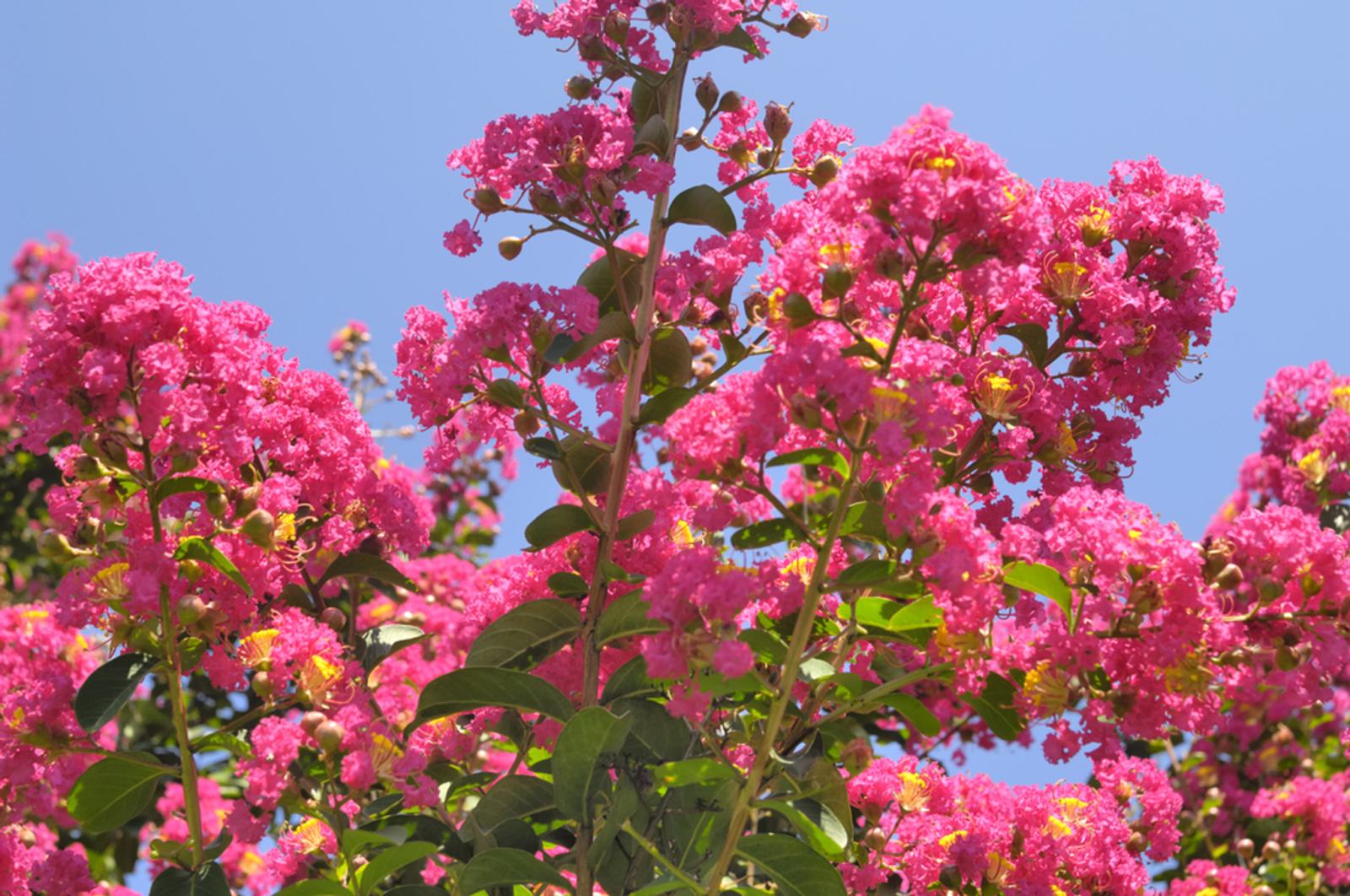 Indijski jorgovan / Indian Summer / SADNICE