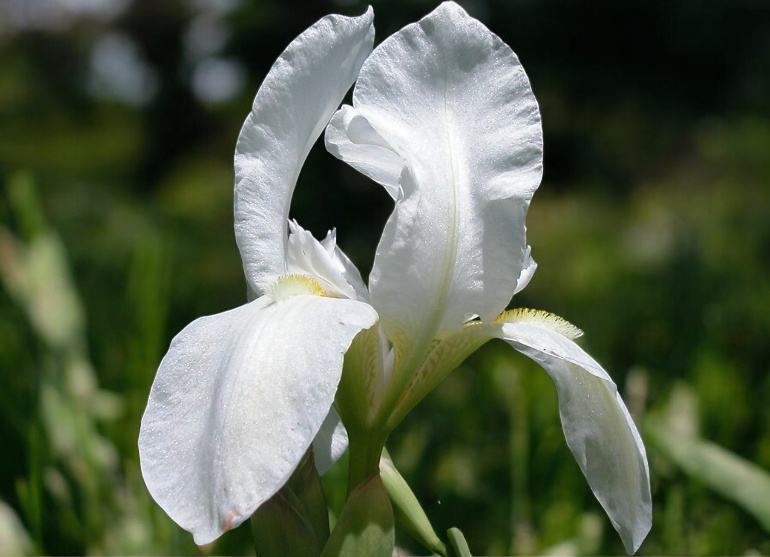 Iris albicans, 1 podanak: 5.00 €, PRODAJEM