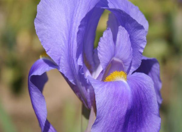 Iris hoogiana, 1 podanak: 5.00 €, PRODAJEM