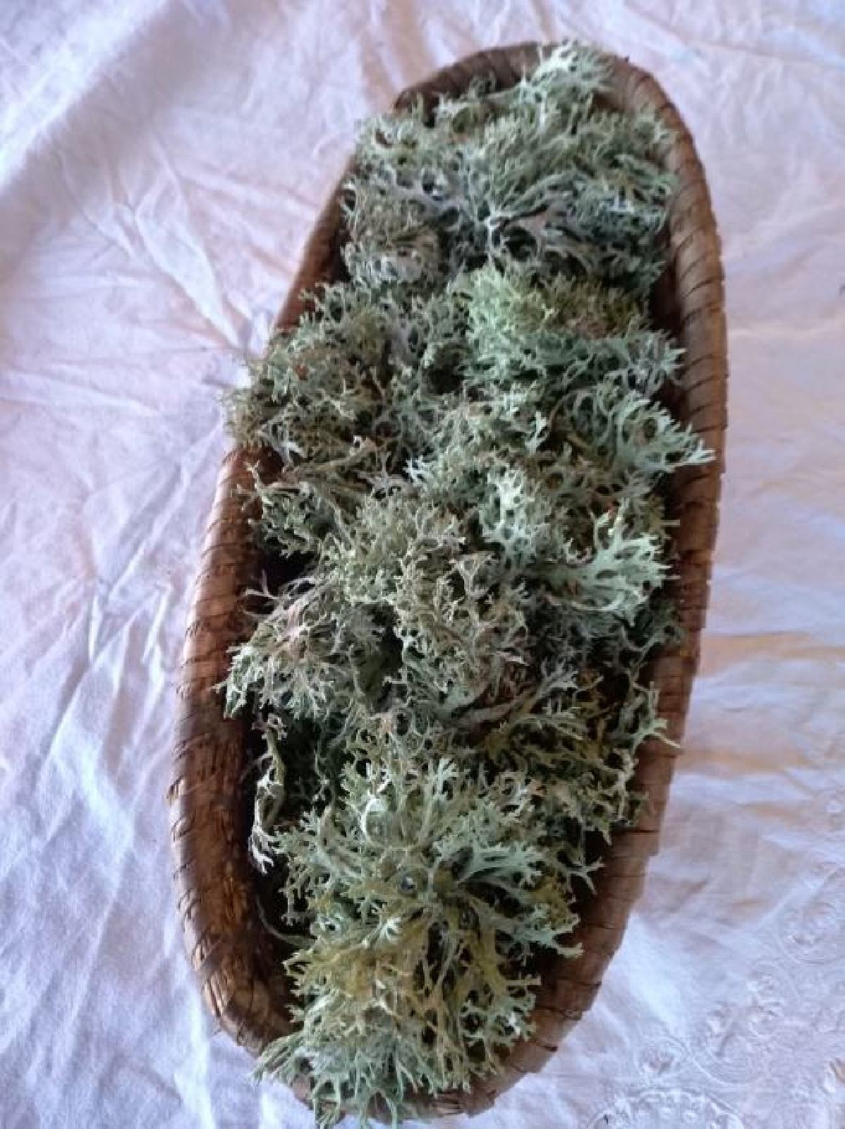 Islandski lišaj, mini paprat, mahovinua