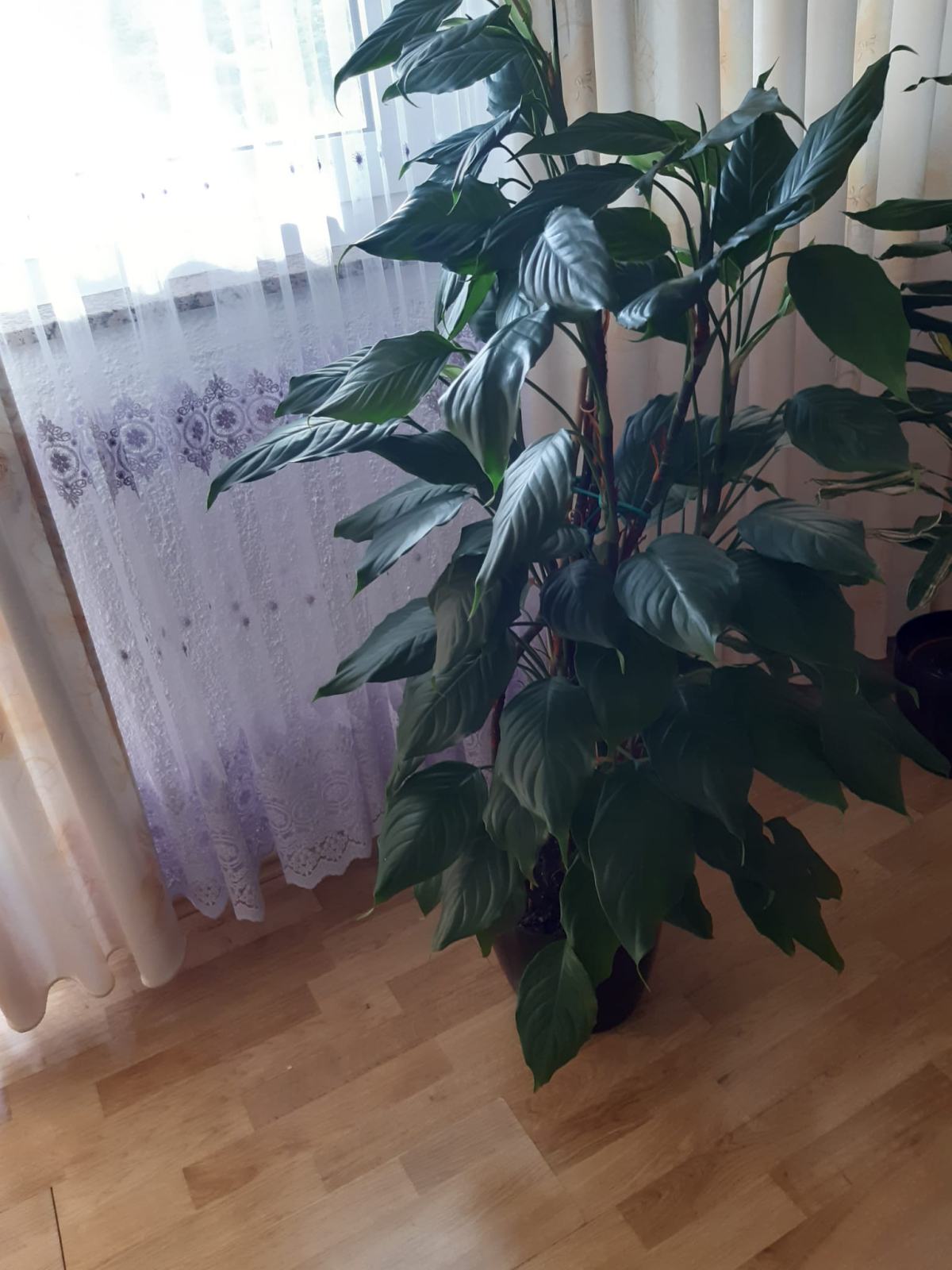 Cvijet jedarce