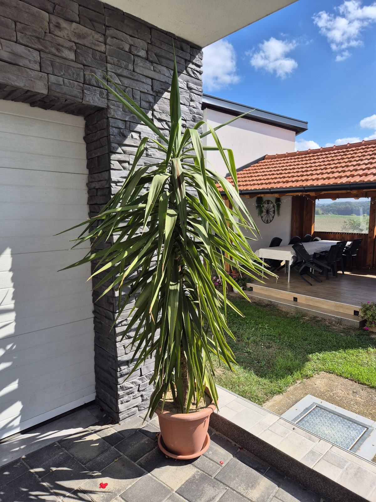 Juka-Yucca elephantipes