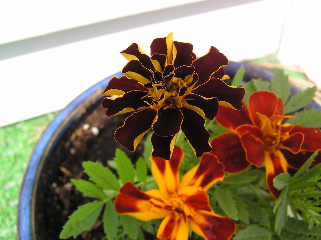 Kadifa / Black / Sjeme