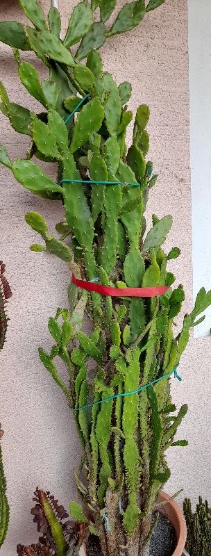 Kaktus_svekrvin-jezik