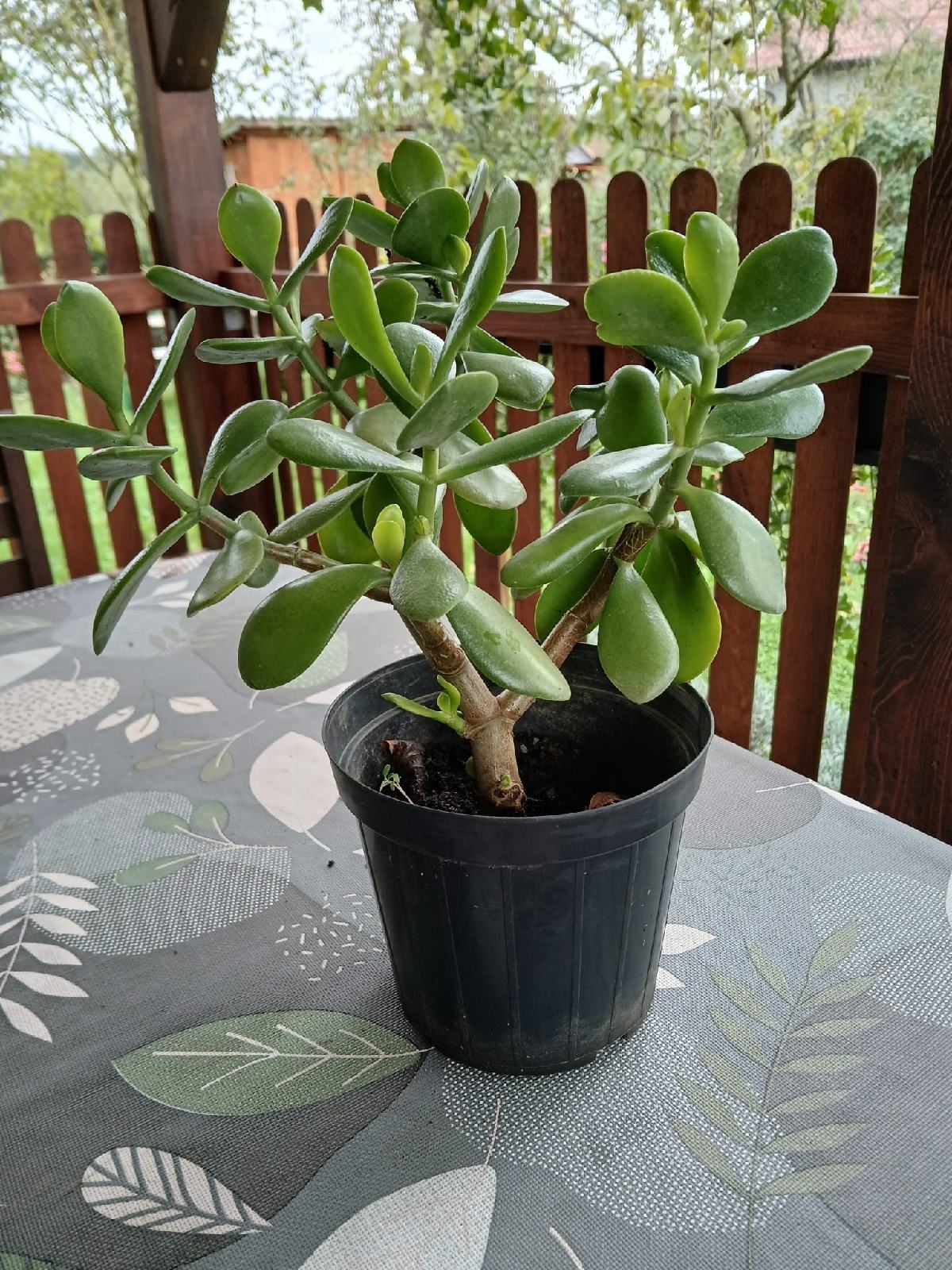 Krasula ( drvo novca )