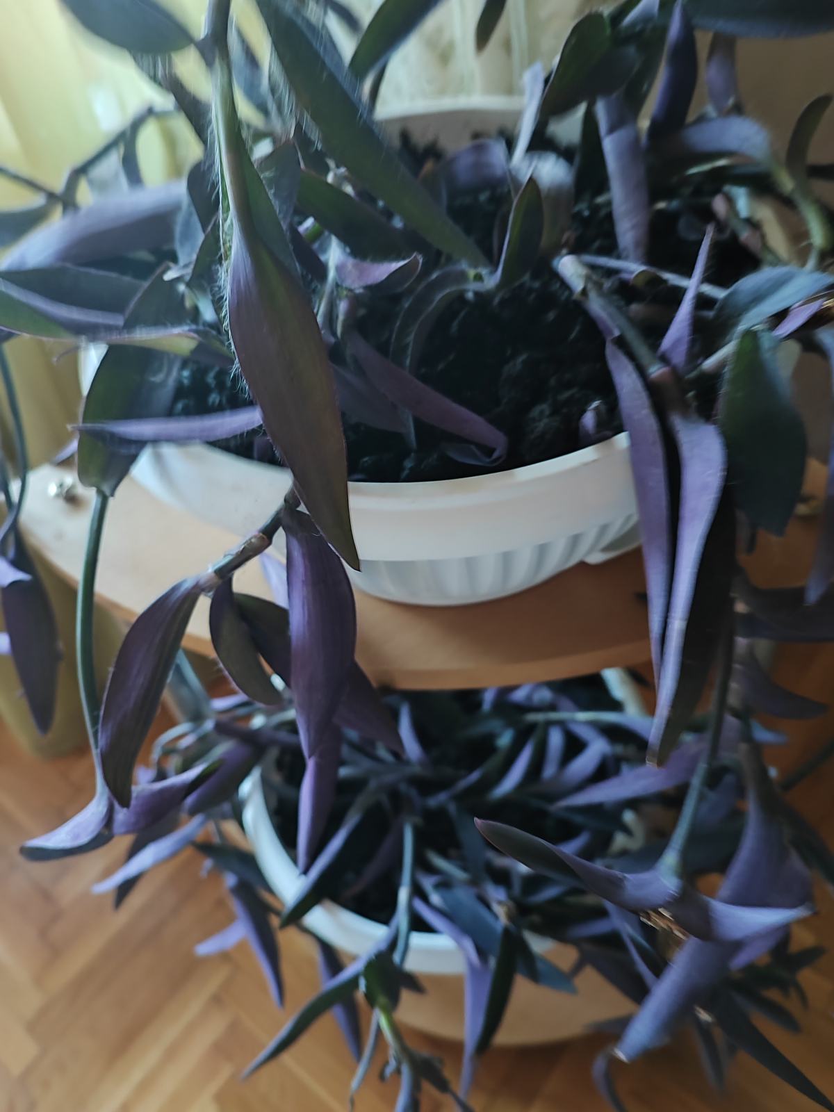 Kućno cvijeće/ puzavice/ viseće biljke