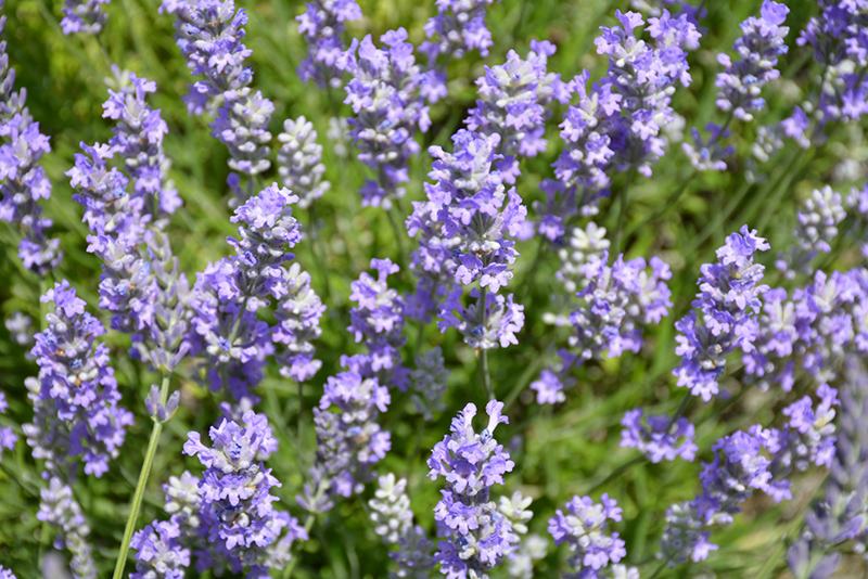 Lavanda / Blue Cushion / SADNICE