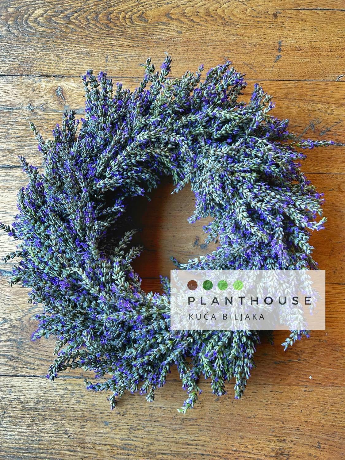 Lavanda Provance / SADNICE