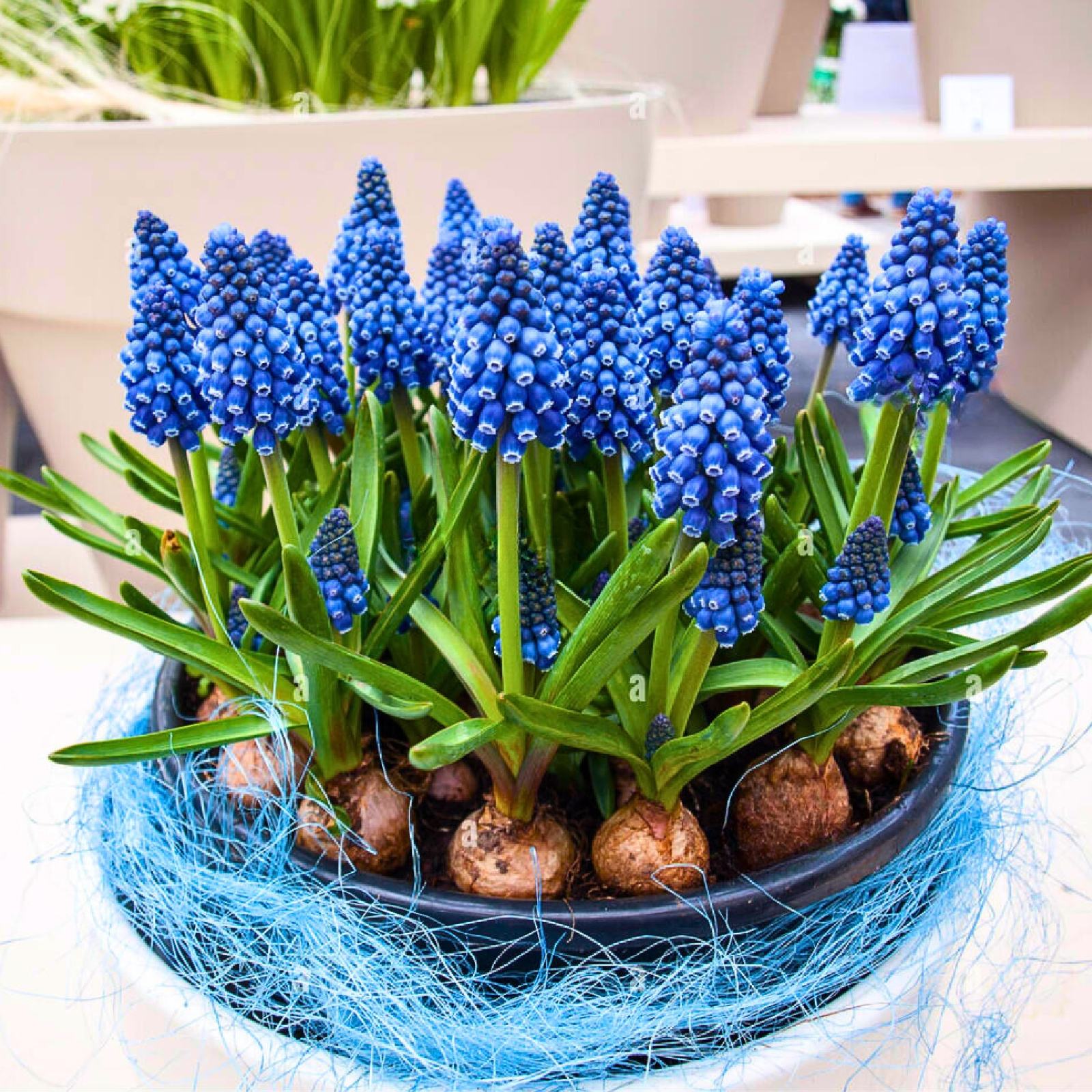 Mini Preslica Zmijsko Plavo Grožđe - lukovica