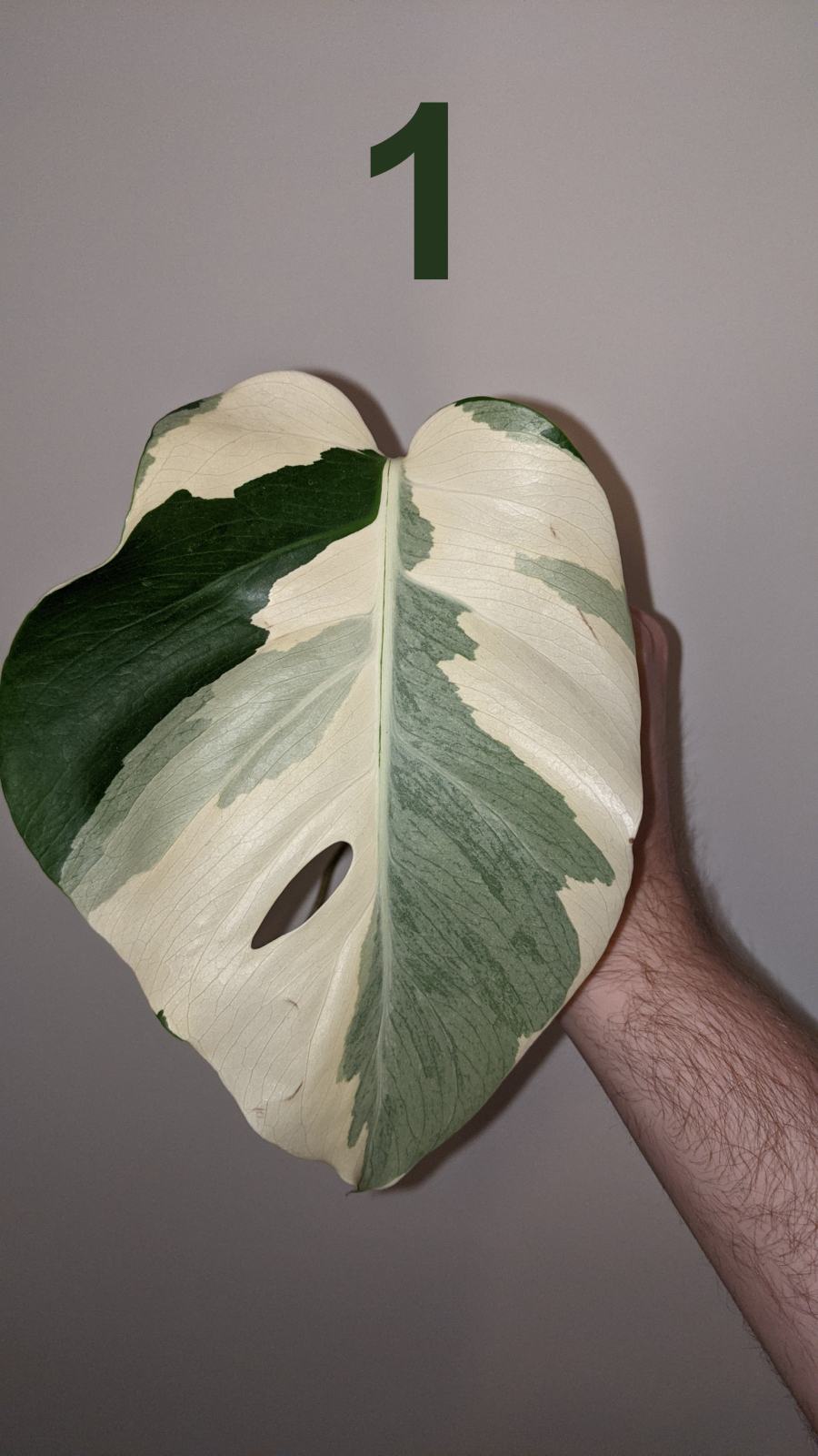 Monstera Variegata Albino