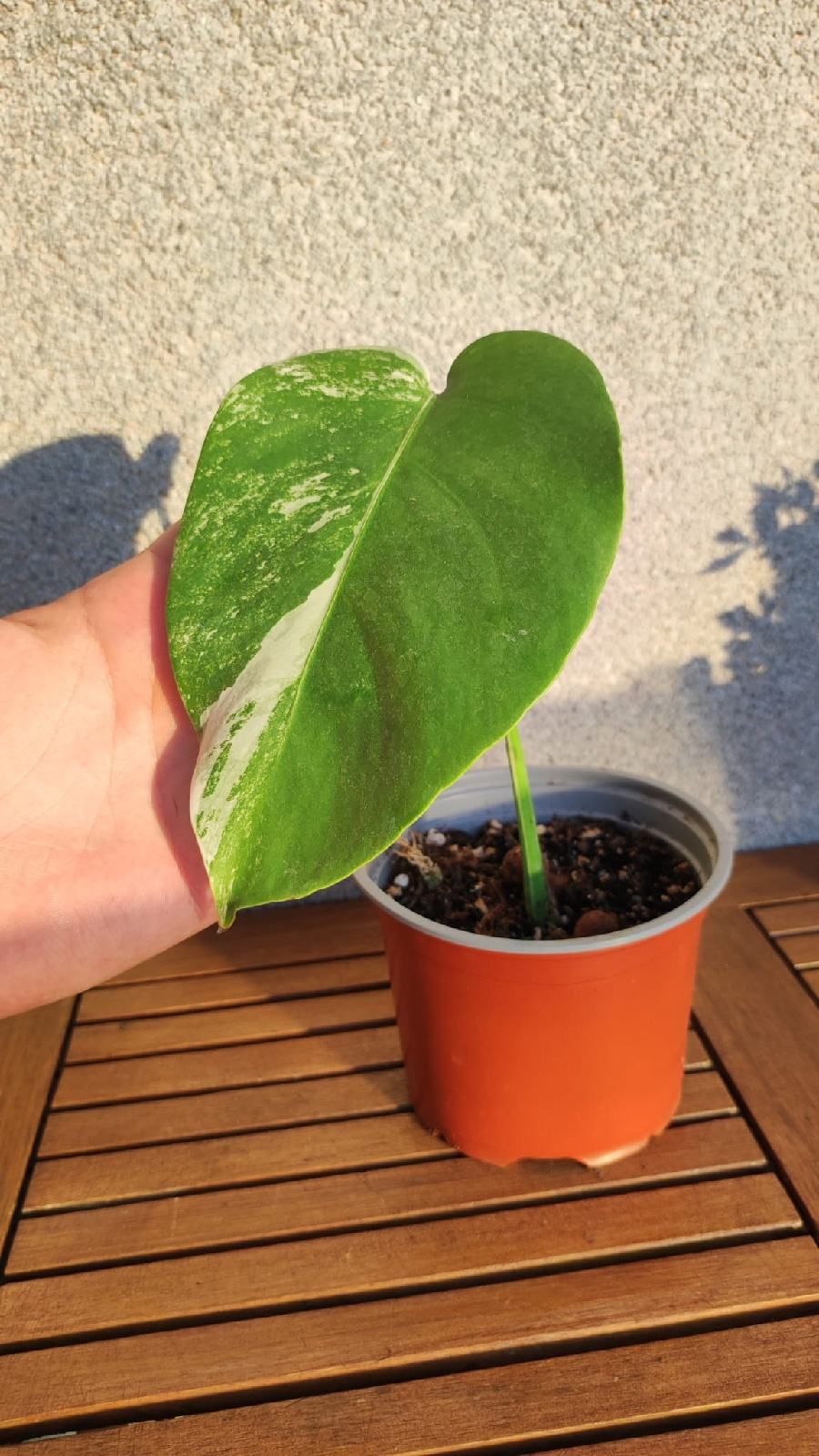 Monstera Variegata mala