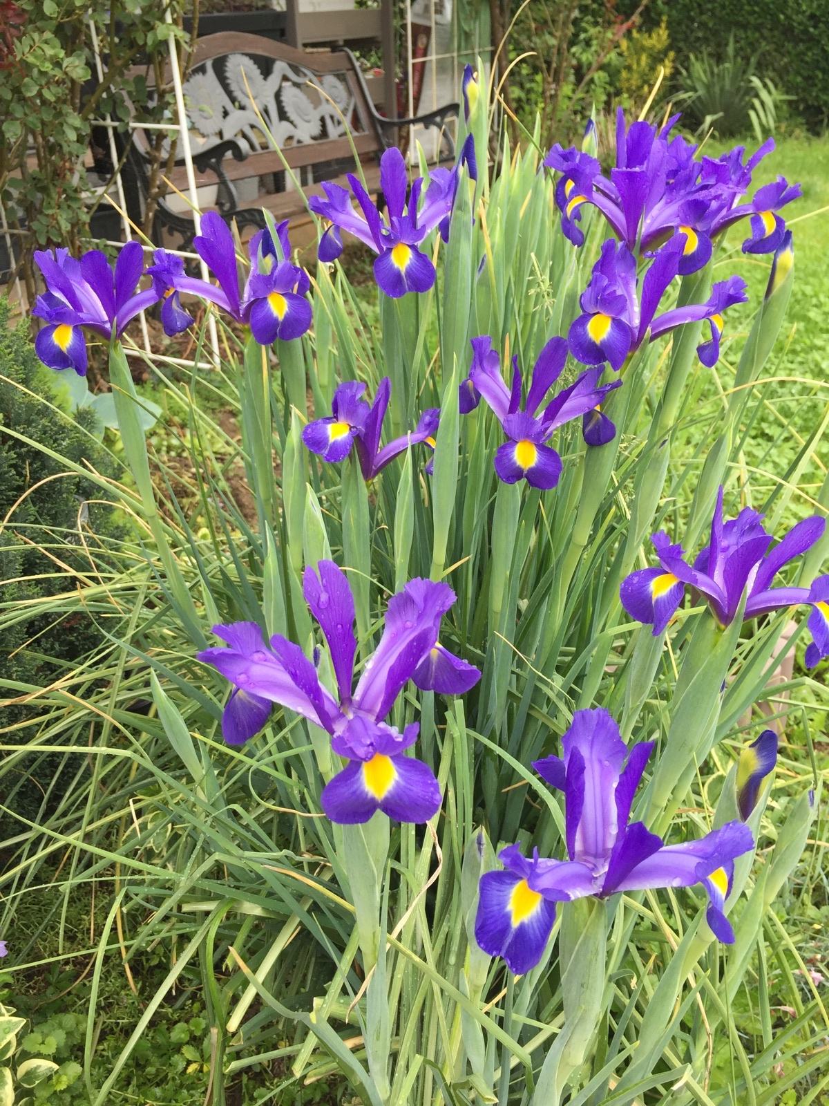 Višak lukovica i sjemena