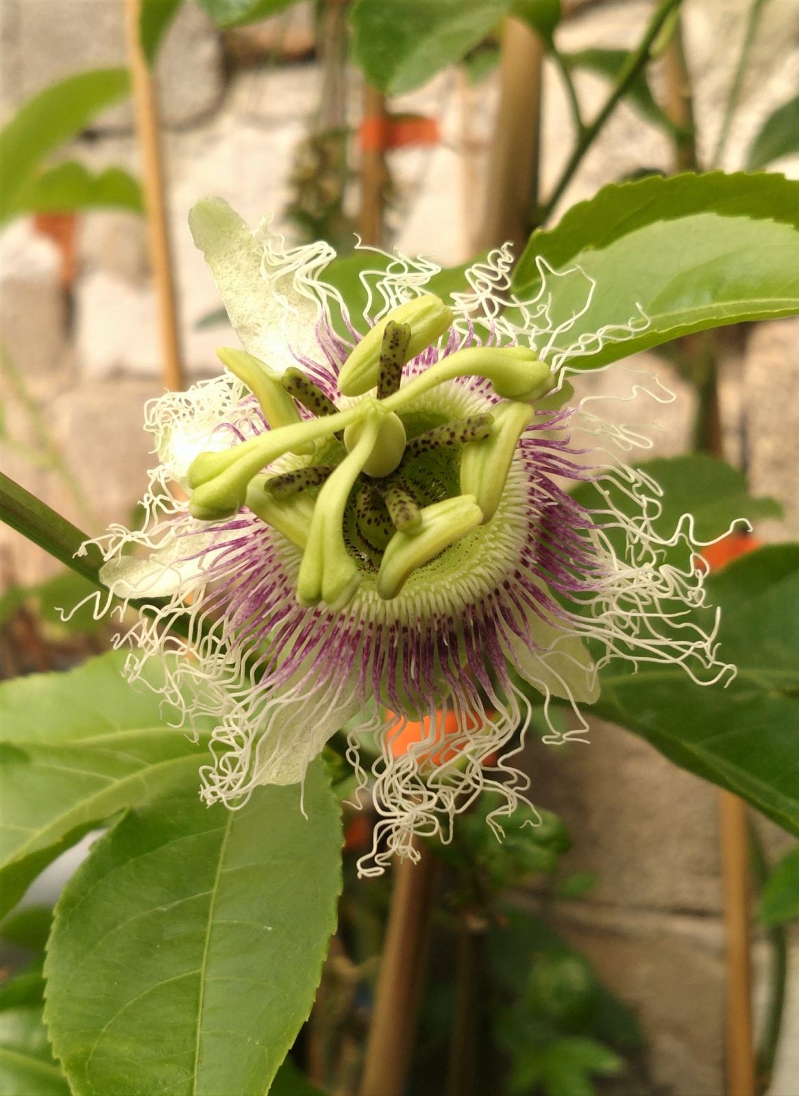 Sadnice pasiflora , Passiflora edulis , Isusova kruna