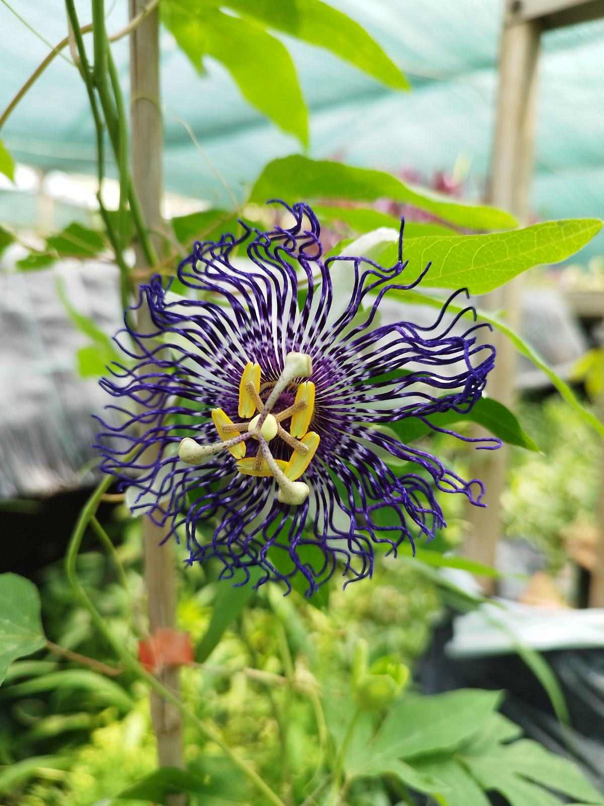 Pasiflora , Passiflora Lia Vallini , Isusova kruna