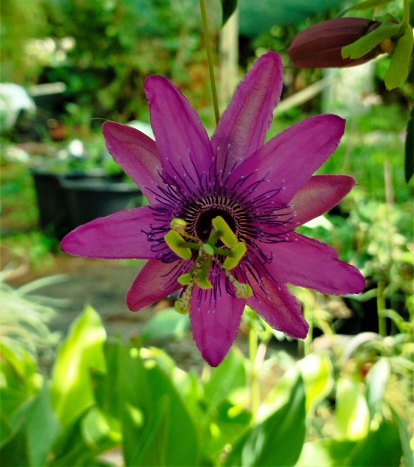 Passiflora Pretty Tina , Sadnice pasiflora , Isusova kruna