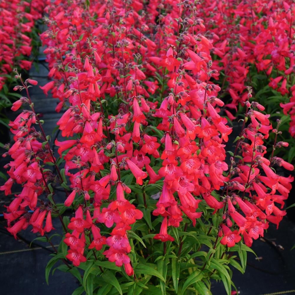Penstemon Quart Red / SADNICE