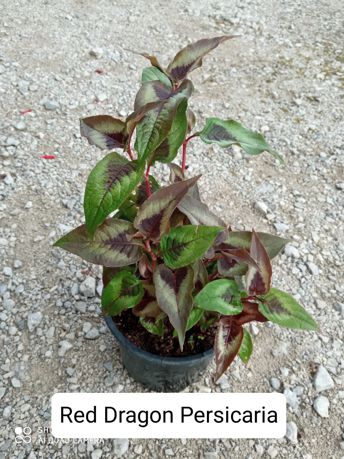 Persicaria microcephala Red Dragon
