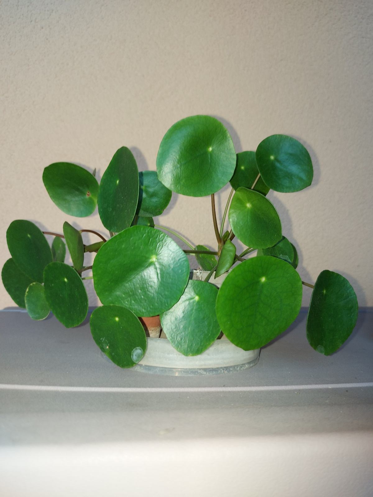 Pilea peperomioides, kineski cvijet novca, pancake biljka