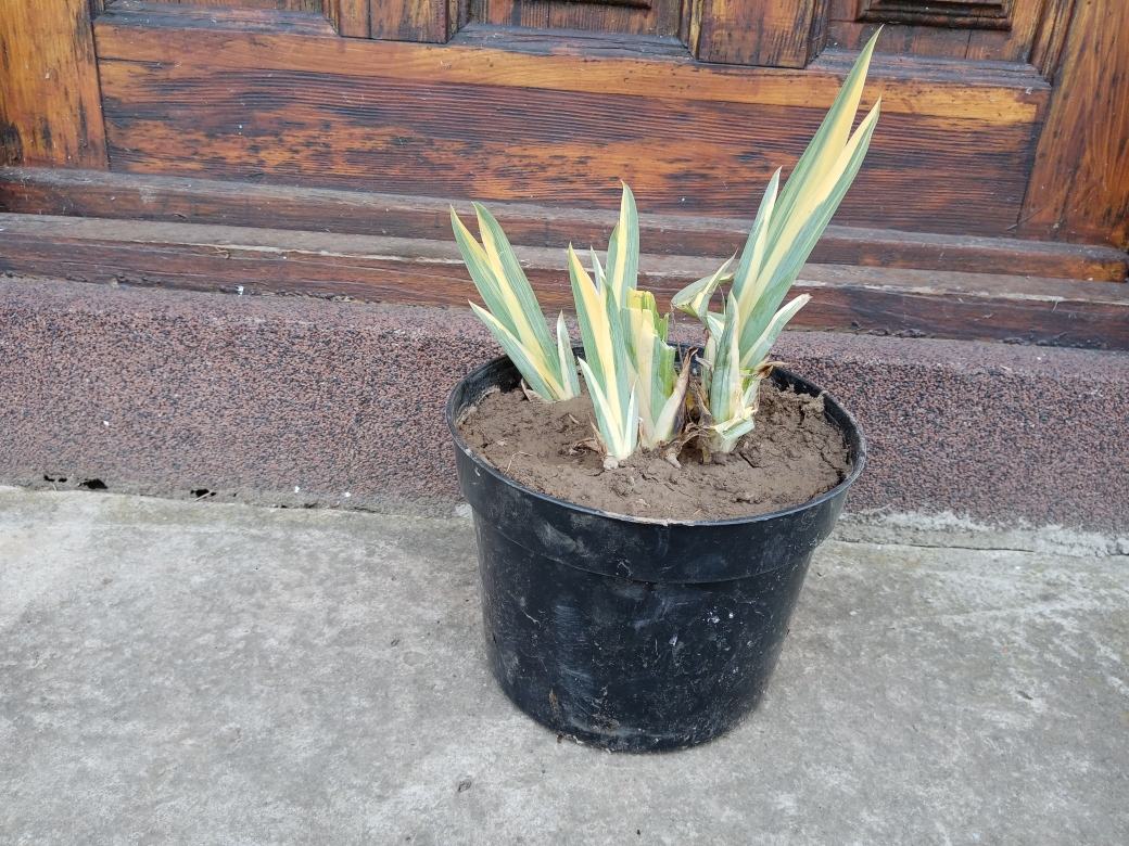 Prodajem vanjsko cvijece