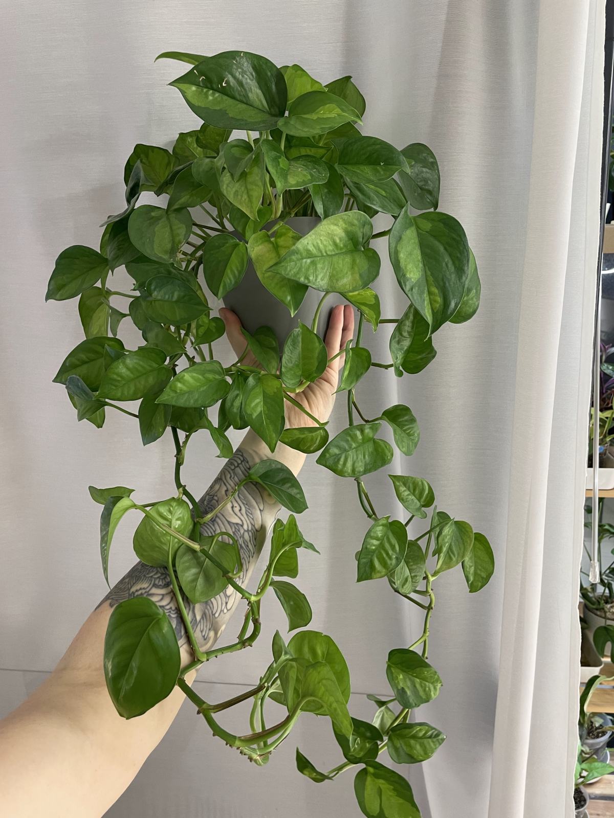 Puzavac epipremnum global green veliki