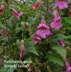 Rehmannia elata (kineski lisičar)