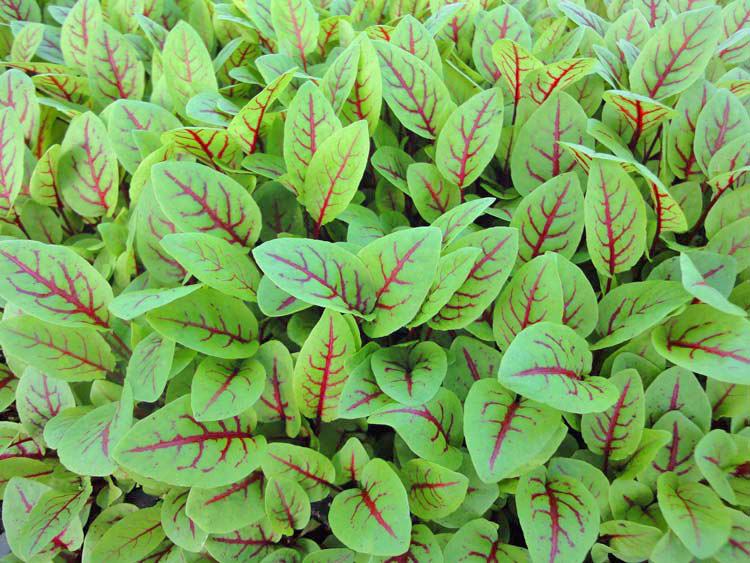 RUMEX SANGUINEUS RED / LJEKOVITO / SADNICE
