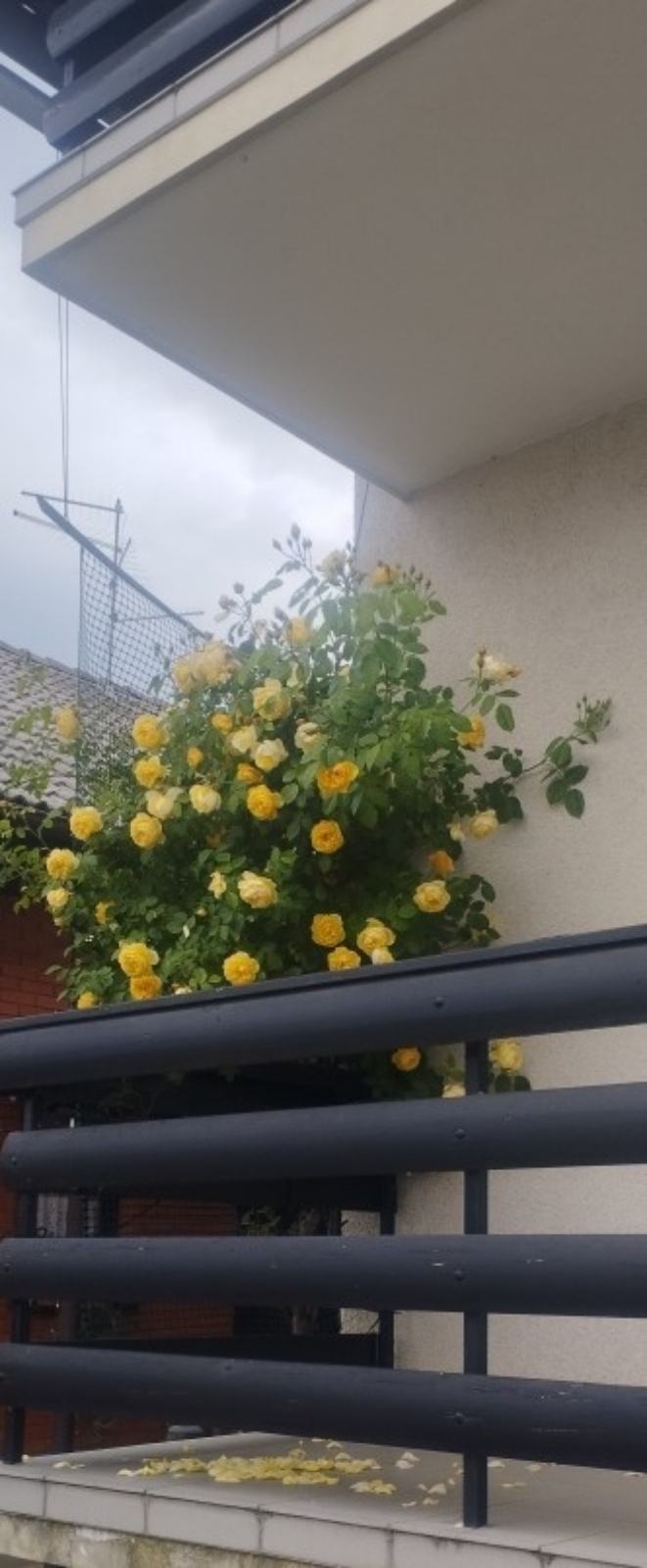 Sadnice ruža penjačica.