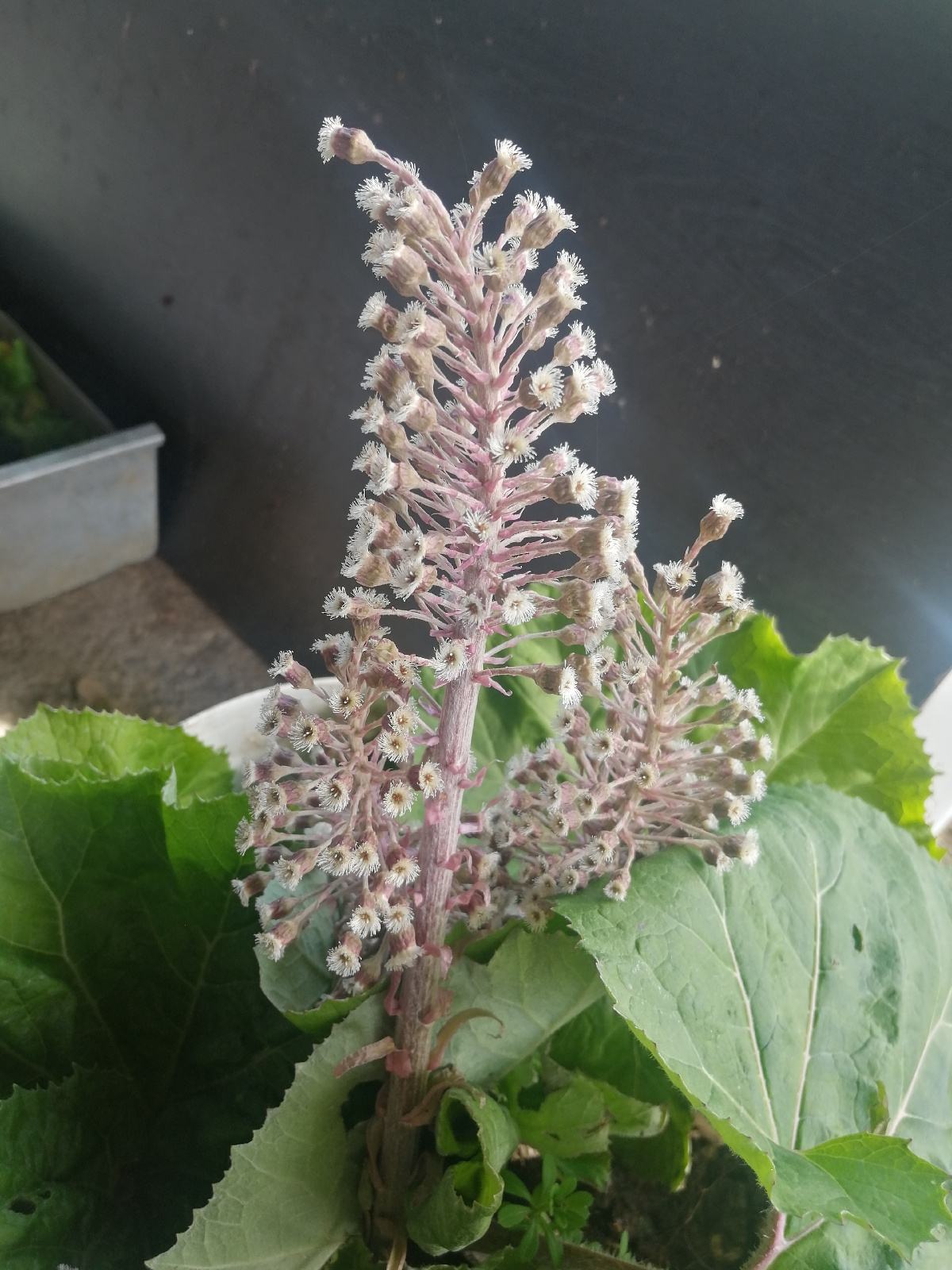 SADNICE REPUH ILI LOPUH