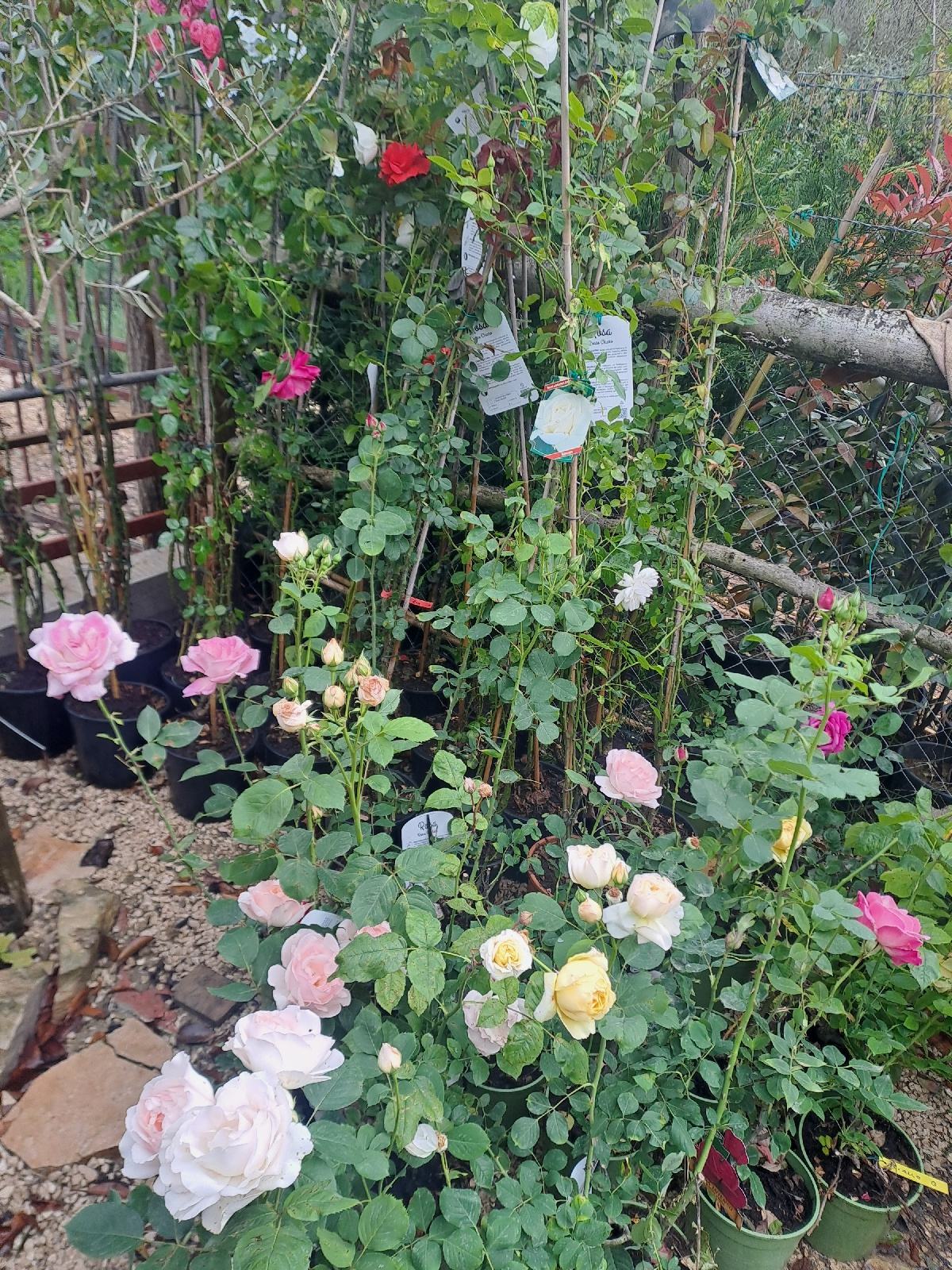 Sadnice ruže prodaja, ruža penjačica i ruža obična