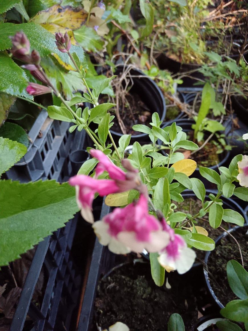 Salvia microphylla, dvobojna roza