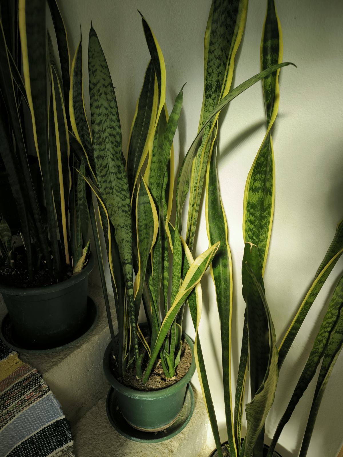 SANSEVIERIA / Sanseverija / Svekrvin jezik