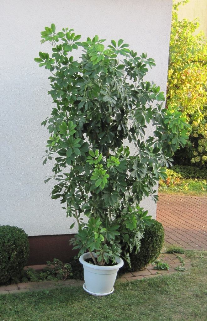Šeflera (Schefflera arboricola)
