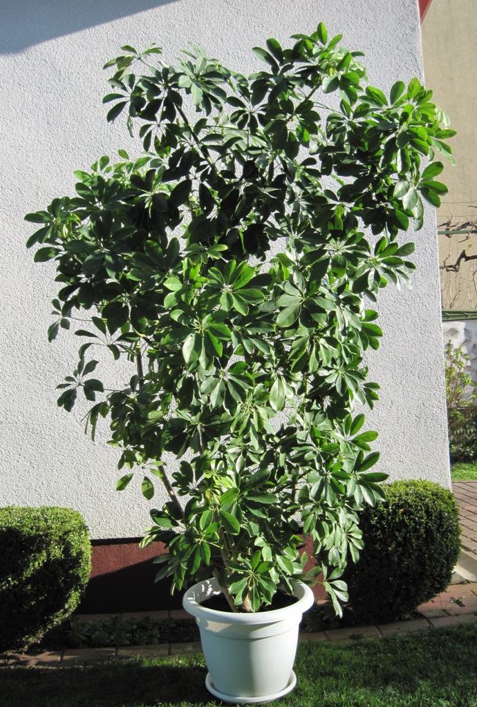 Šeflera (Schefflera arboricola)