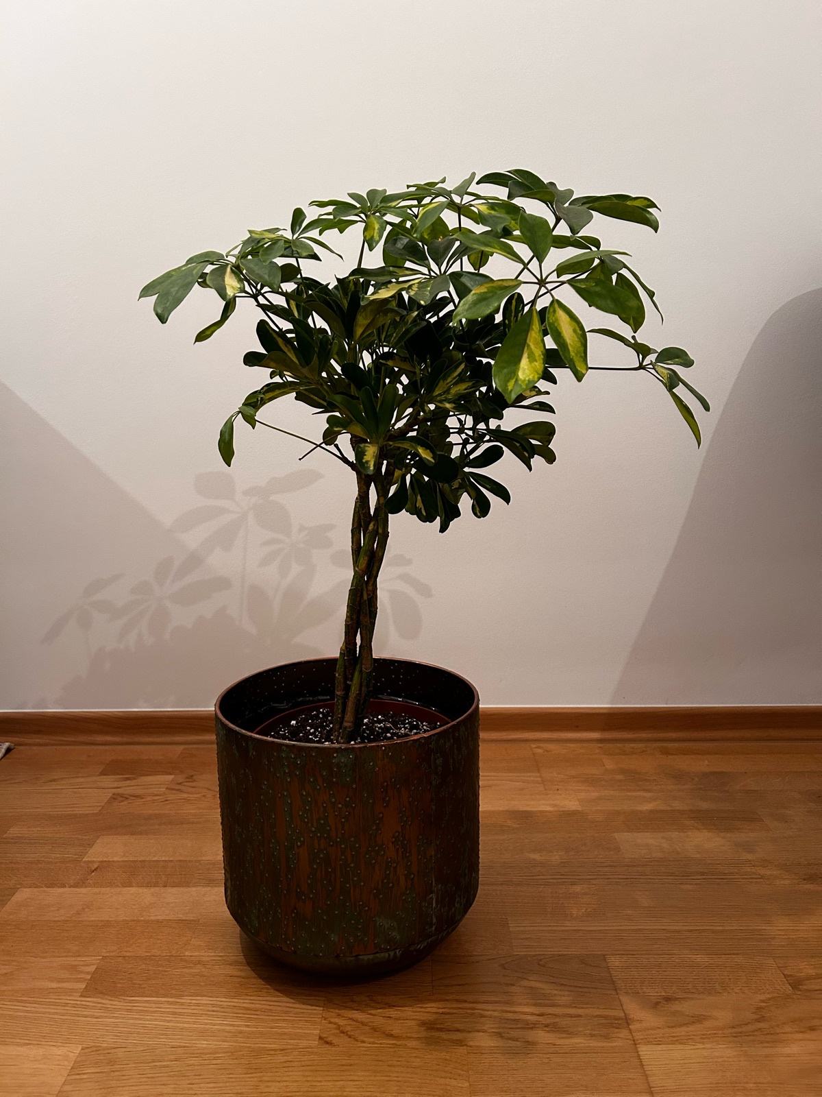 Šeflera (Schefflera) + tegla