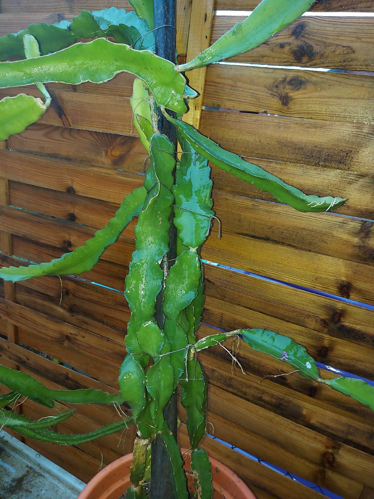 Selenoceurus, Pitaja