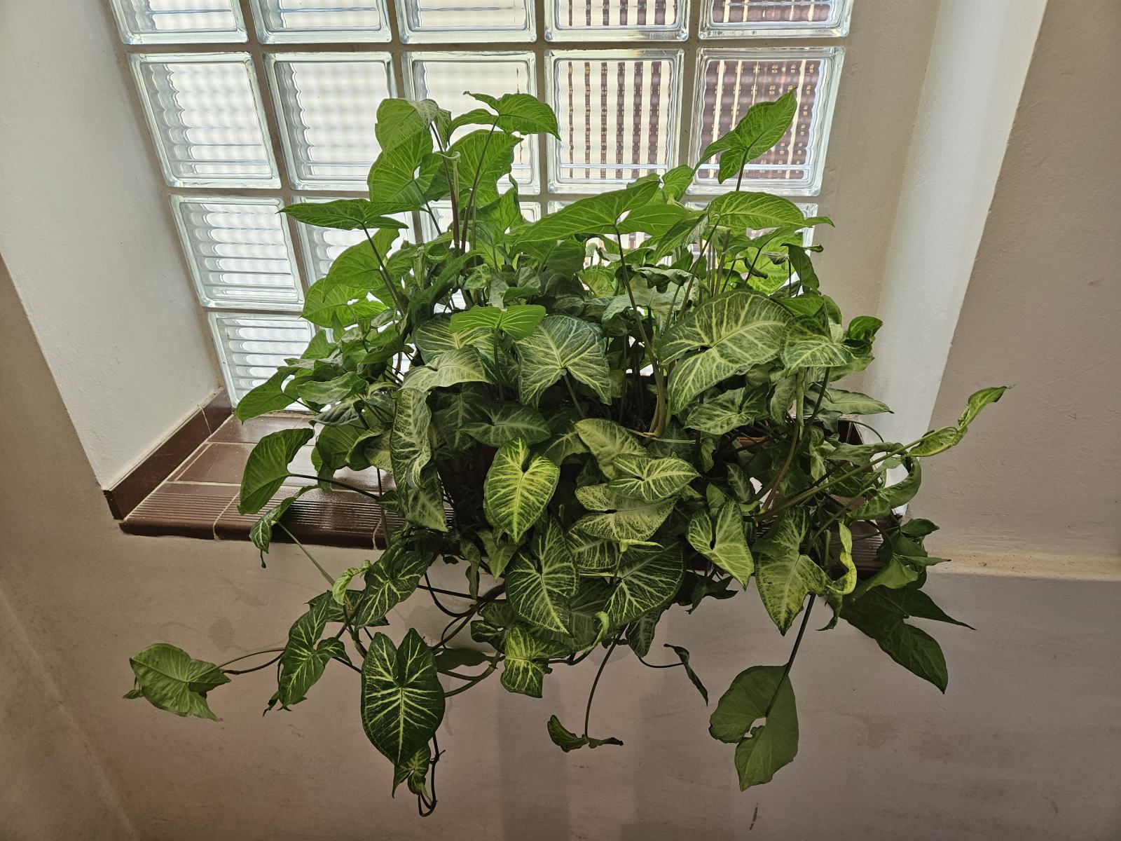 Singonij Afrički kozlac