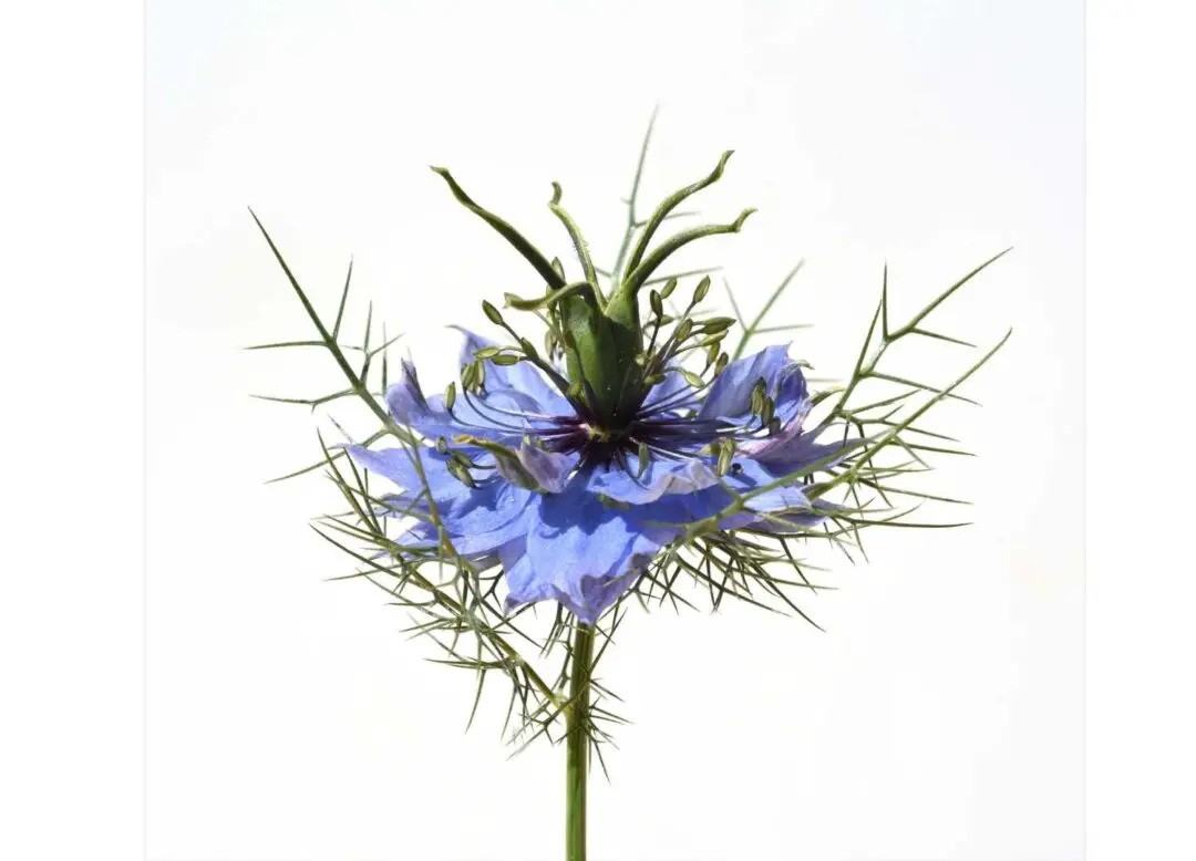 Sjeme crni kim / fenel / čurokot cvijeće starinsko organsko (sjemenke)