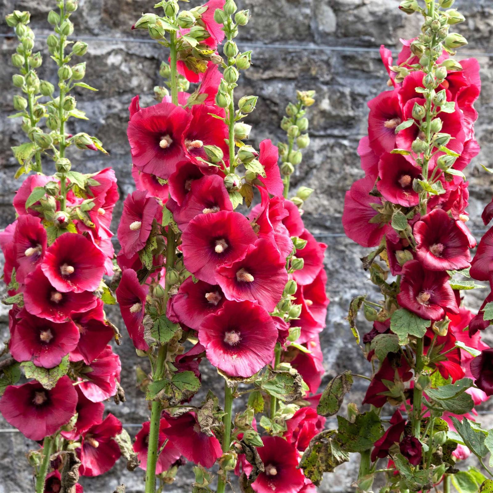 Sljez / Alcea Henry VIII. dark red / SADNICE
